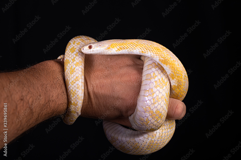 Beautiful hybrid snake, crossing of two species, corn snake and rat ...