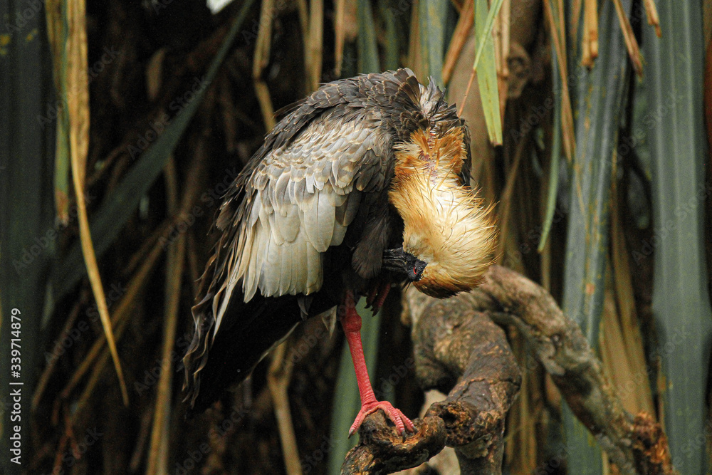 feathers, brazil, wild animals, nature, birds, wild, vida selvagem ...