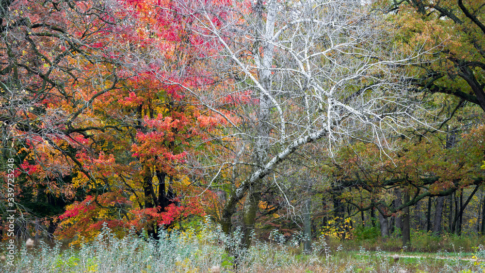The bare branches of a sycamore tree stand out against a backdrop of ...