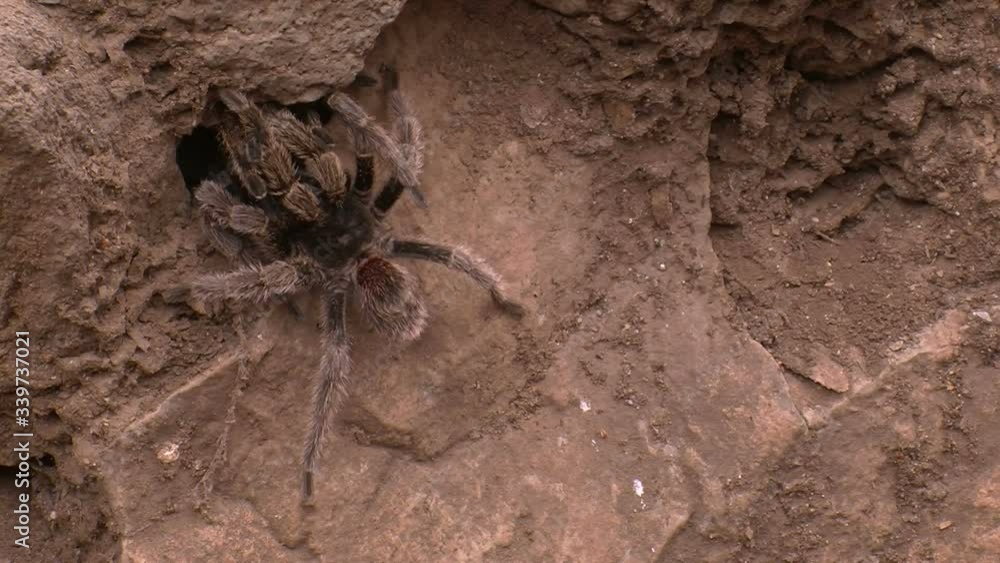 Huge tarantula spider in its natural habitat. Wild life inside the cave ...