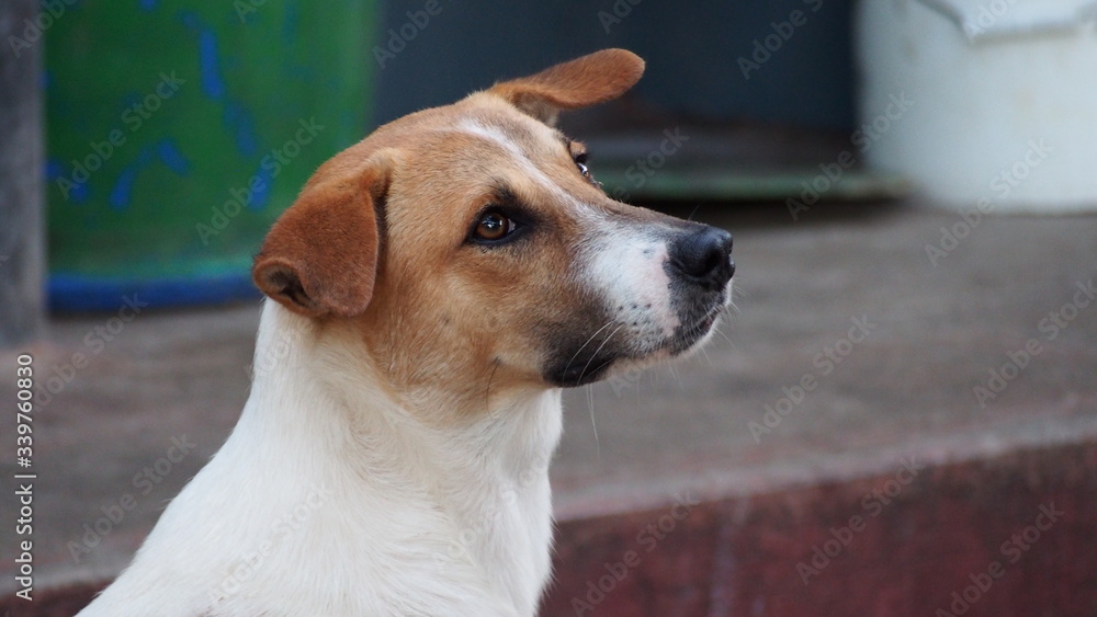 adorable (aspin) domestic philippine dog Stock Photo | Adobe Stock