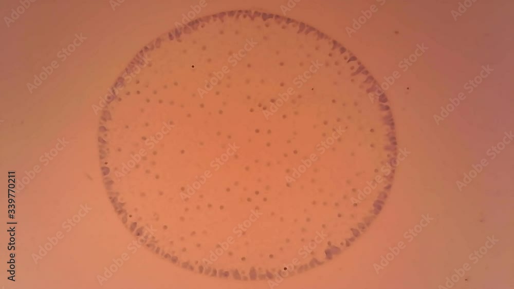 Microscope Ascaris Mitosis Egg Cross Section x400 Stock Video | Adobe Stock