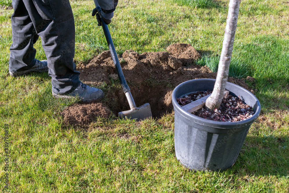 Gärtner gräbt ein Pflanzloch für einen Baum Stock Photo | Adobe Stock
