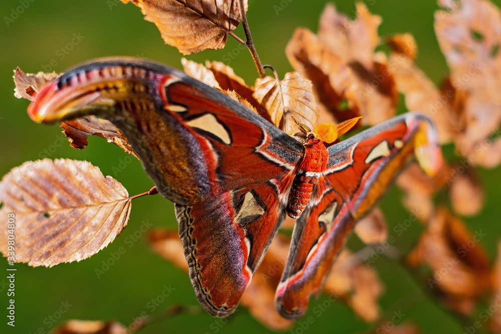 Foto de Atlas Moth - Attacus atlas, beautiful large iconic moth from ...