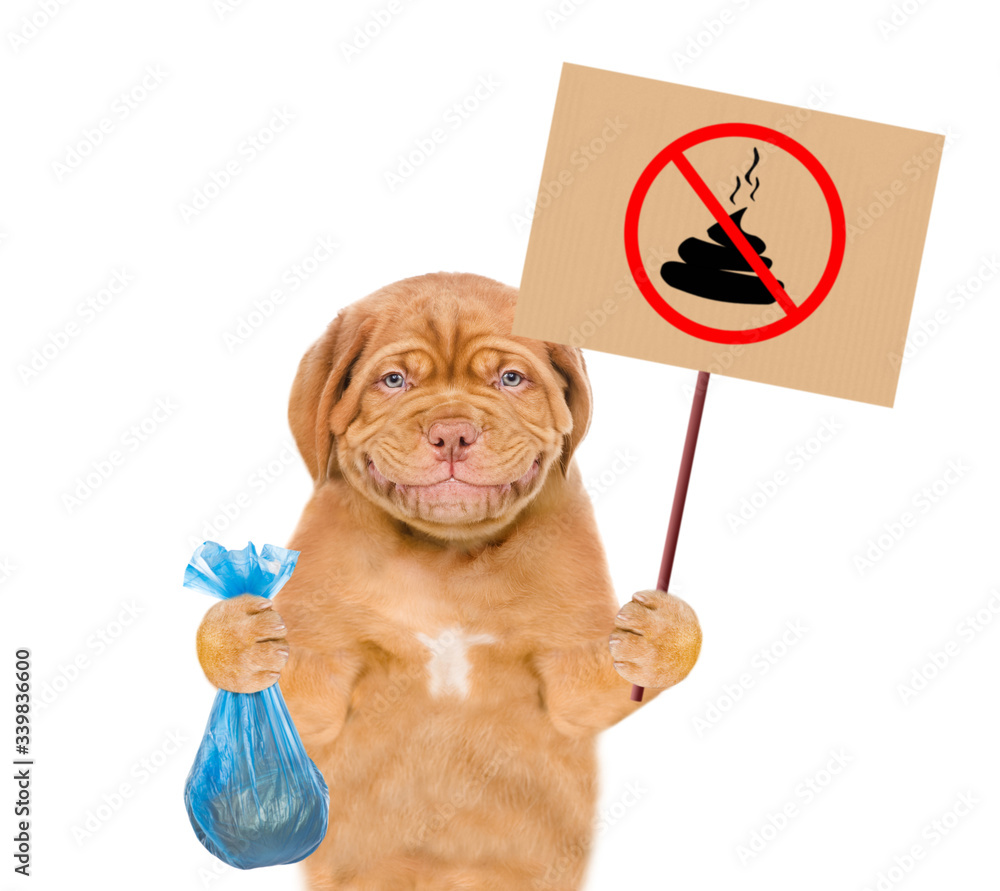 Smiling puppy holds plastic bag and sign "no dog poop". Concept ...