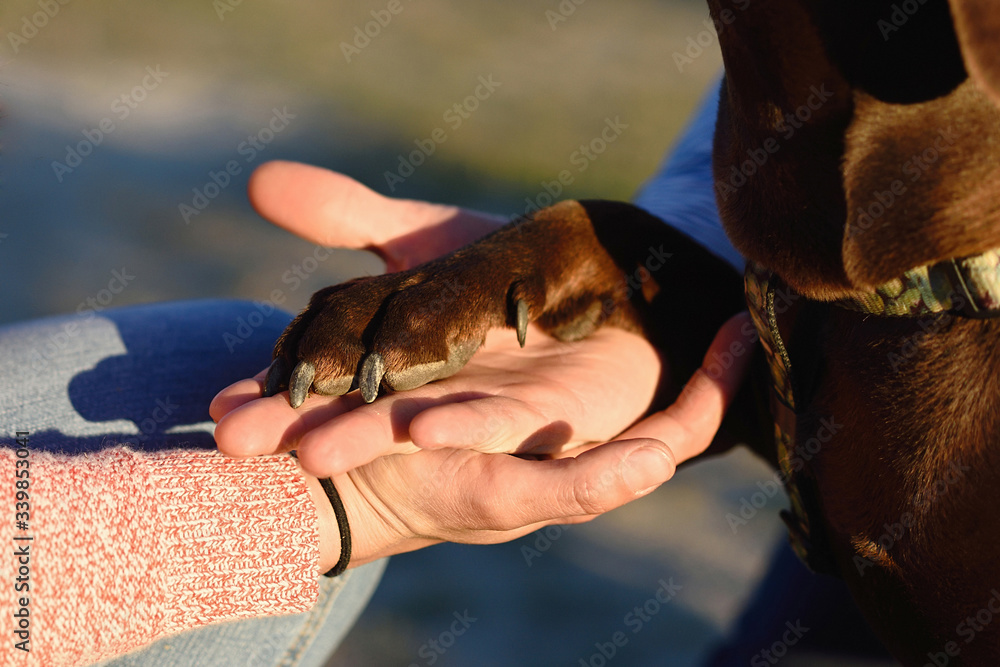 Dog paw and hands of man and woman together, united family concept, at ...