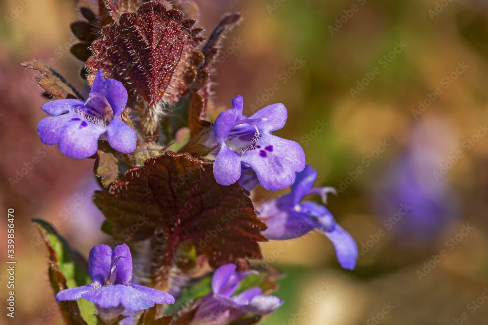 Glechoma hederacea is an aromatic, perennial, evergreen creeper of the ...