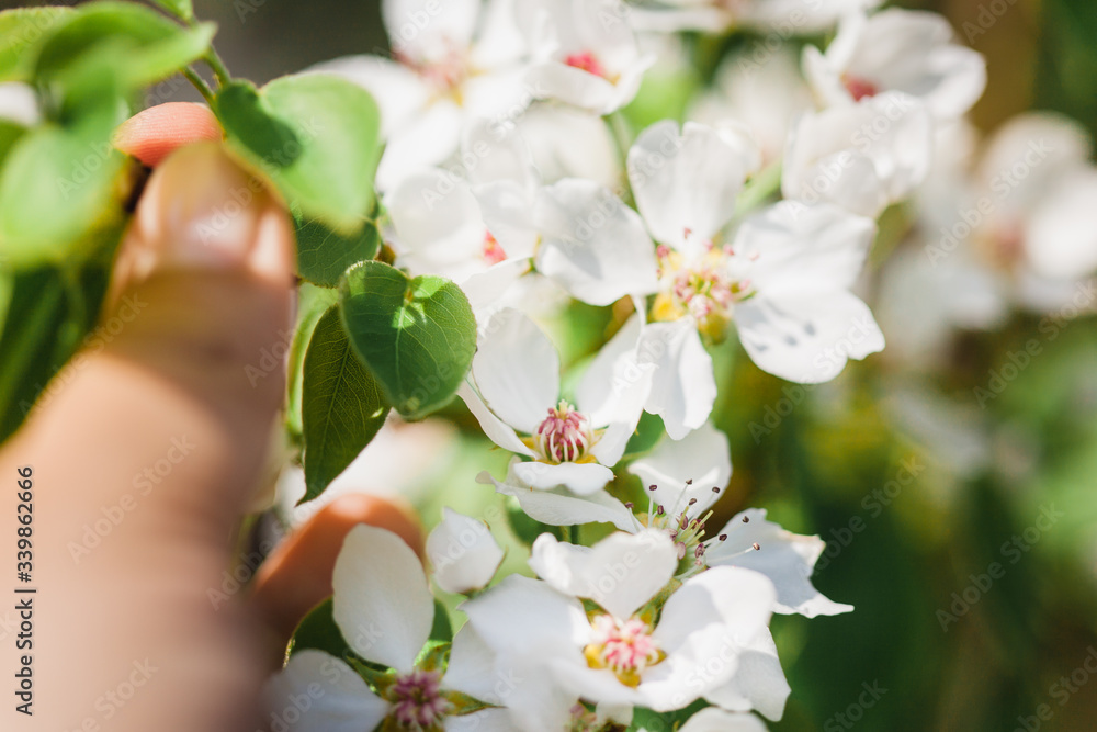 Blooming branches of Apple trees, spring, trees in bloom, arrival of ...