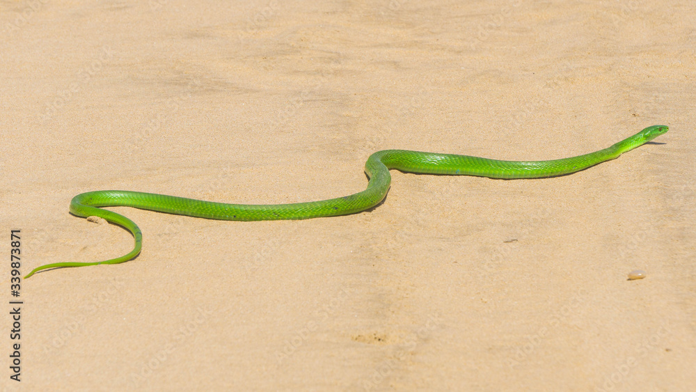 green mamba on a beach in South Africa Stock Photo | Adobe Stock