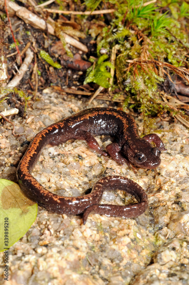 Goldstreifen-Salamander (Chioglossa lusitanica) aus Portugal / Gold ...