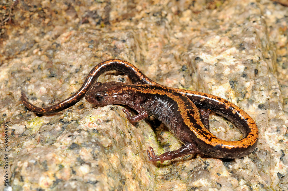 Gold-striped salamander from Portugal / Goldstreifen-Salamander ...