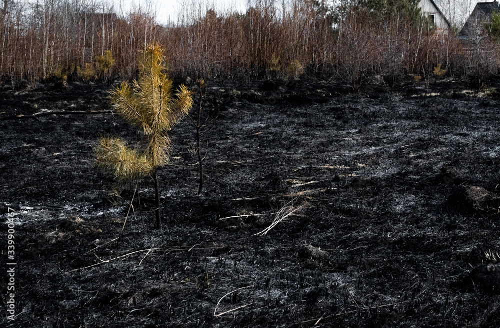 Lonely surviving pine tree surrounded by charred grass after a spring ...