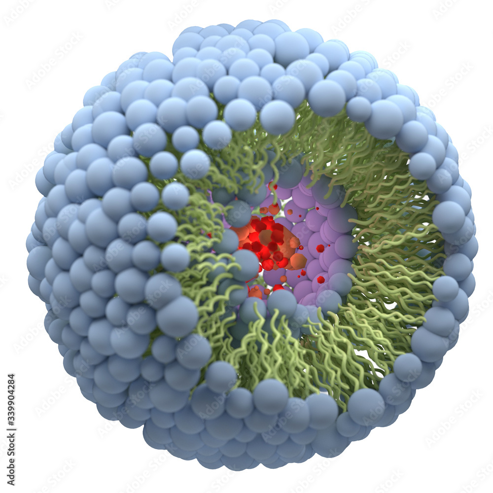Structure of liposome, digital illustration Stock Illustration | Adobe ...