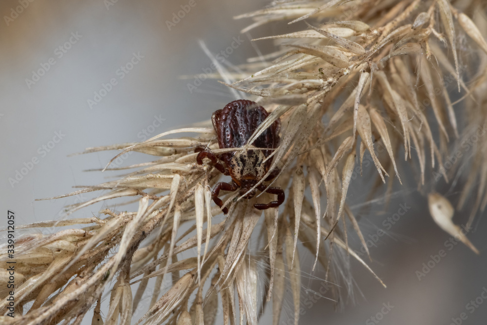 Foto de Tick (Ixodes ricinus) sits on a dry grass, this kind of animal ...
