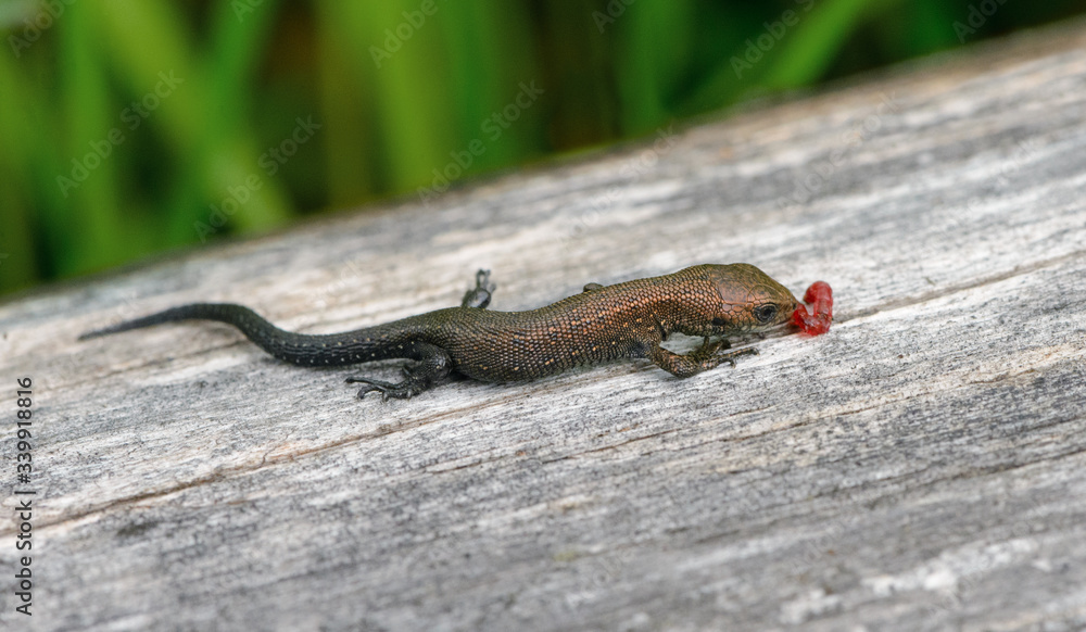 One young viviparous lizard (Zootoca vivipara) is eating the caught red ...