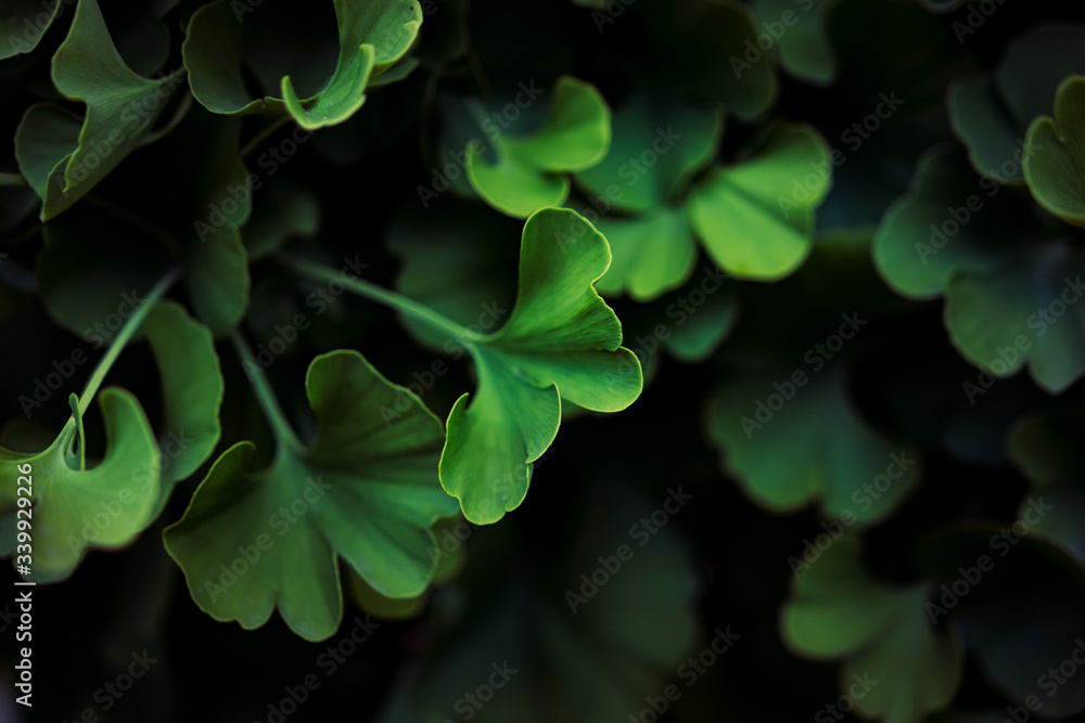 Ginkgo biloba leaves (Yin Xing) in garden. Natural foliage background ...