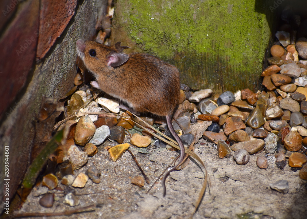 Mouse in London. The house pest is the most common species across the ...