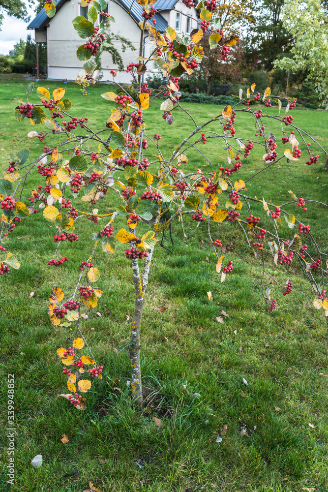 Tree of Sorbus aria 'Lutescens' with fruits and yellow leaves. foto de ...