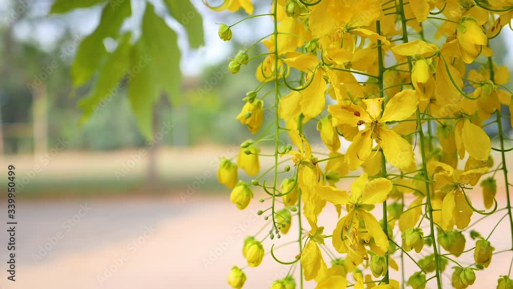 Cassia fistula or Ratchaphruek tree, beautiful yellow, Thai national ...