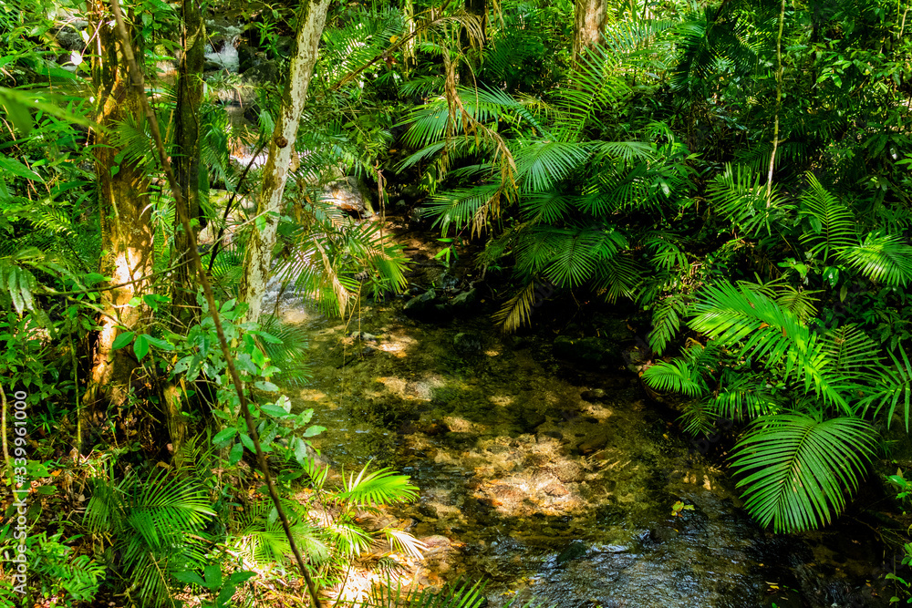 Jungle river, Queensland, Australia. Spot in Daintree Rainforest ...