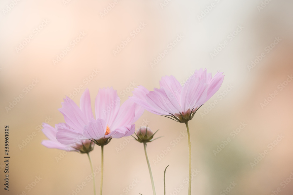 Nature of flower in garden using as cover page background natural flora ...