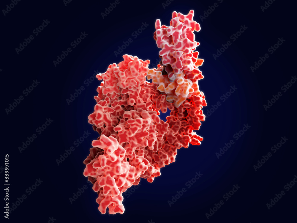 Coronavirus SARS-CoV-2 RNA dependent RNA polymerase (RdRp) is a ...