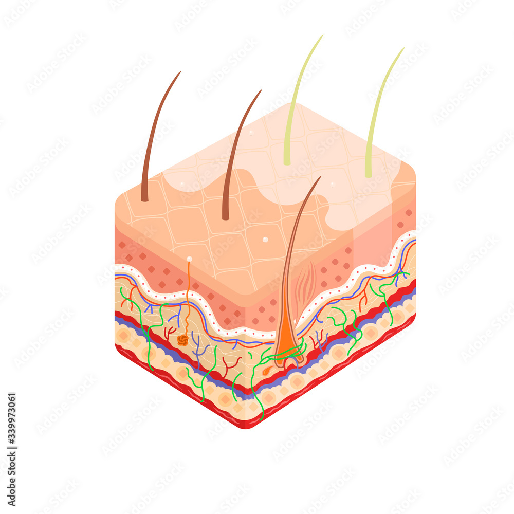 Medical diagram of the structure of the inside cross-section of the ...