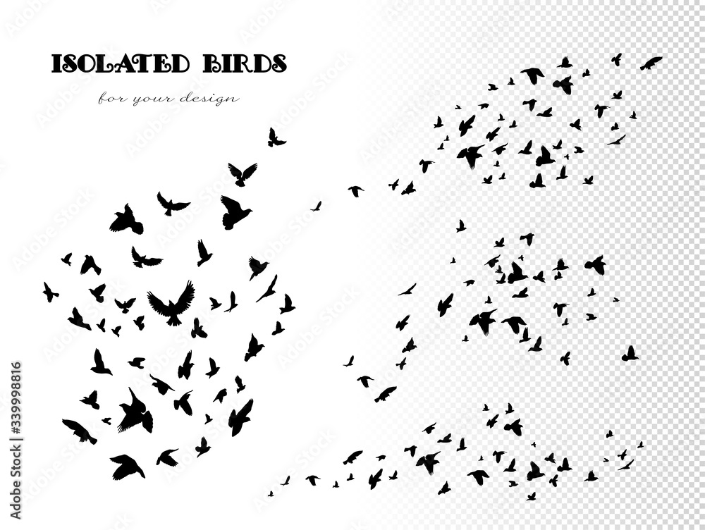 Flock of flying birds. Vector set of isolated silhouettes of pigeons on ...