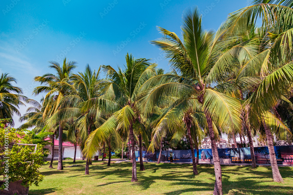 Coconut tree Stock Photo | Adobe Stock