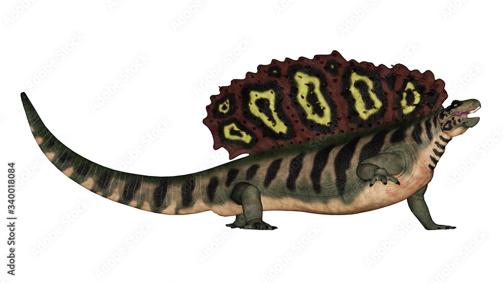 Edaphosaurus prehistoric animal roaring isolated in white background ...