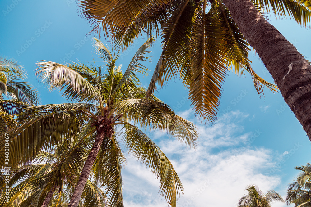 Coconut tree Stock Photo | Adobe Stock