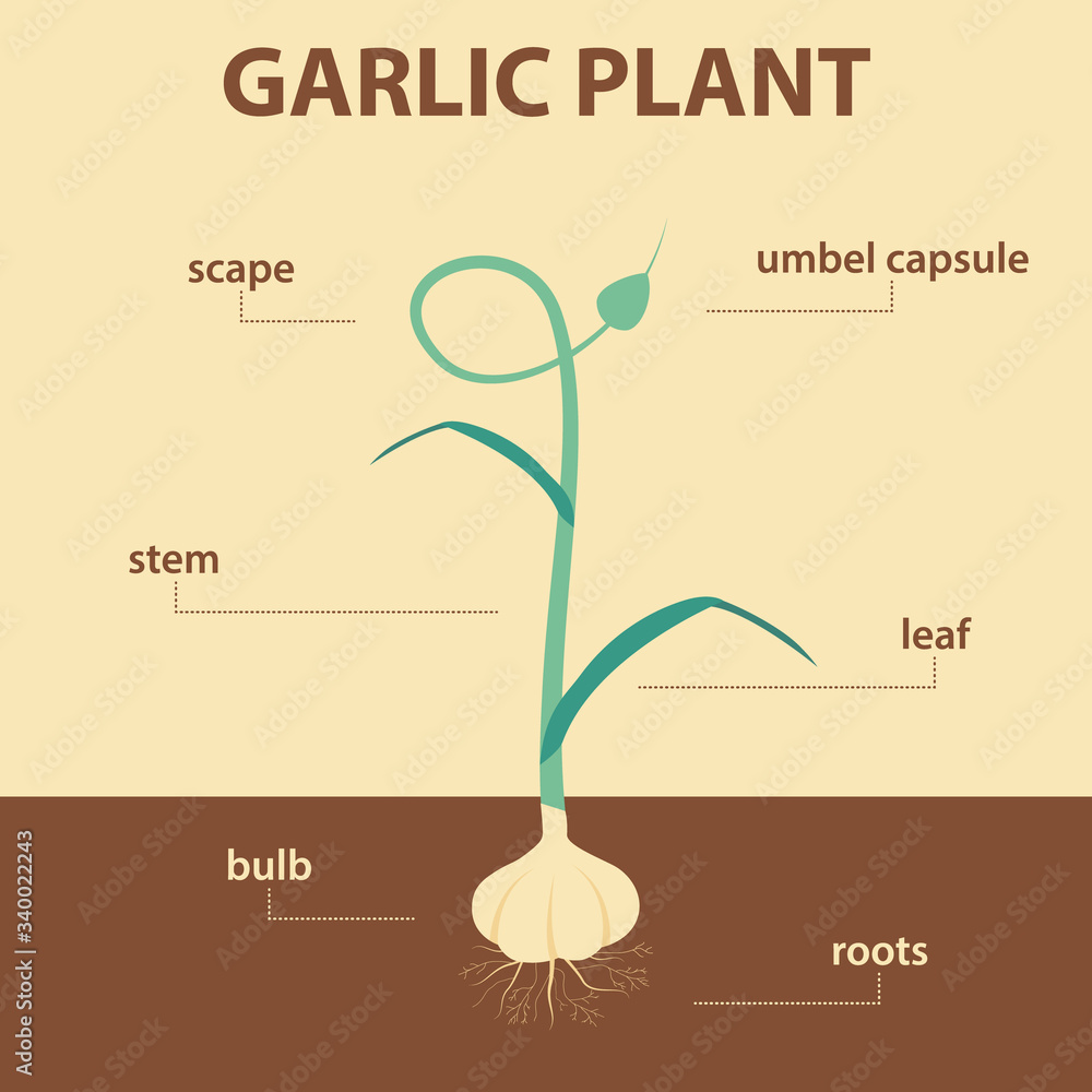 vector diagram showing parts of garlic whole plant - agricultural ...