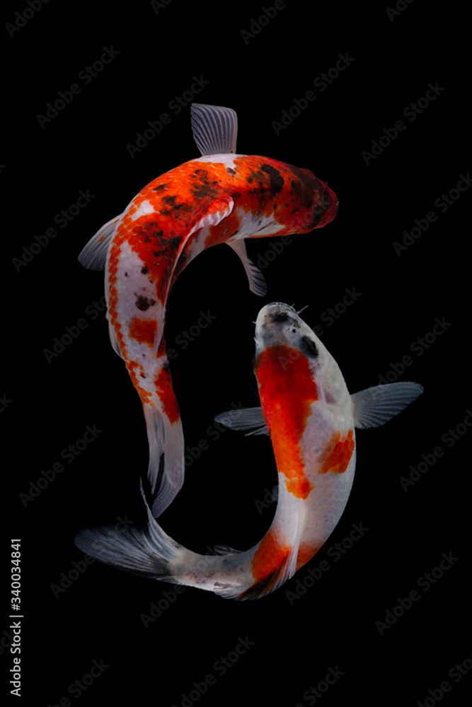 Koi fish is domesticated version of common carp. This fish is most ...
