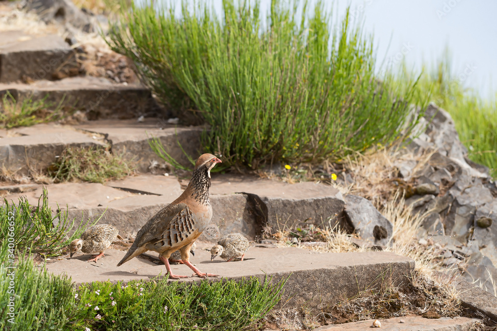 Fotografia do Stock: The rock partridge (Alectoris graeca) birds a bird ...