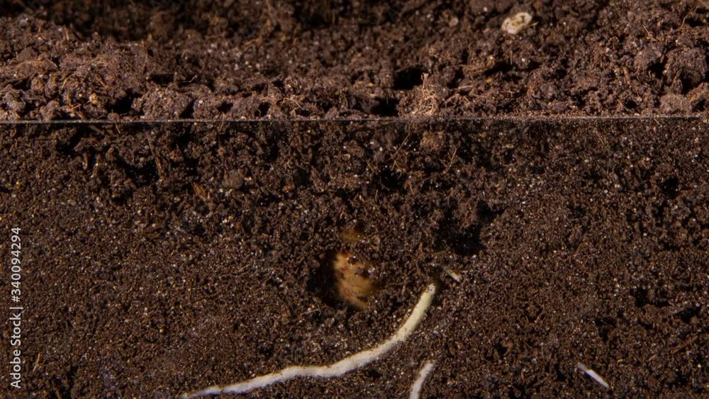 From the seed of a bean, a bean sprout grows, the movement of the roots ...