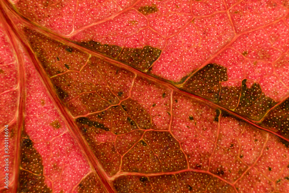 Detalles de hojas rojas de un árbol. Acalypha wilkesiana, Fire Dragon ...