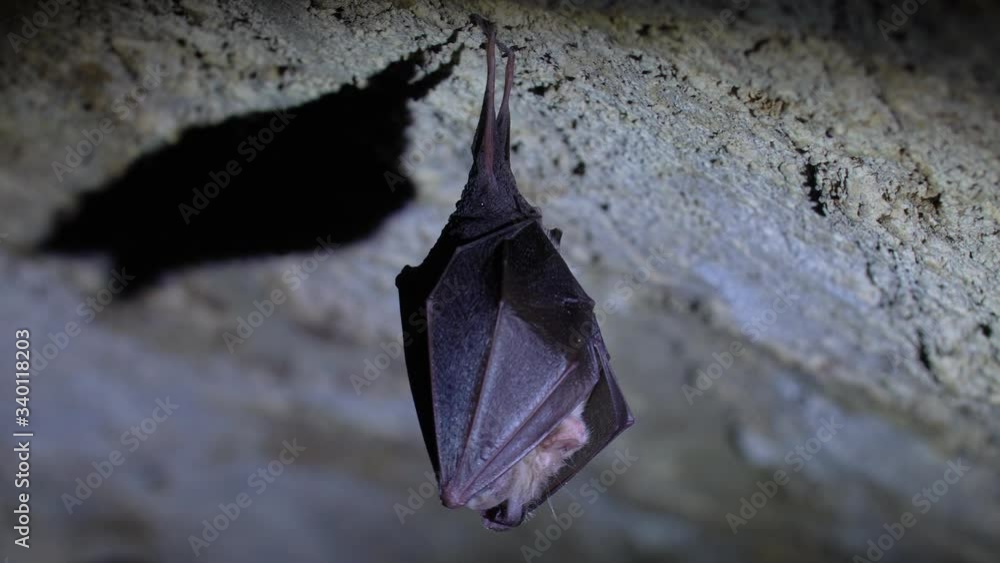 Close up small sleeping lesser horseshoe bat covered by wings hanging ...