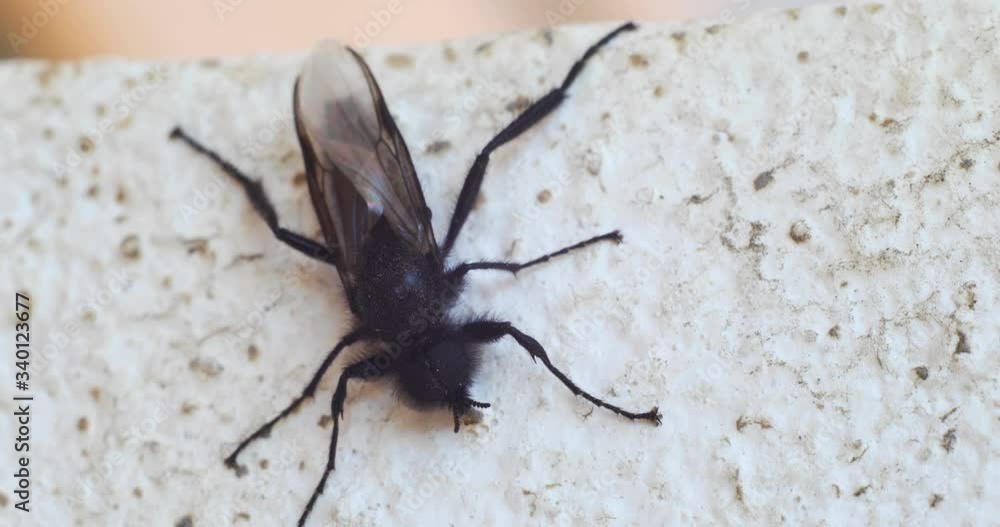 On The Wall Sits A Large Insect That Looks Like A Fly Taken Close-Up ...