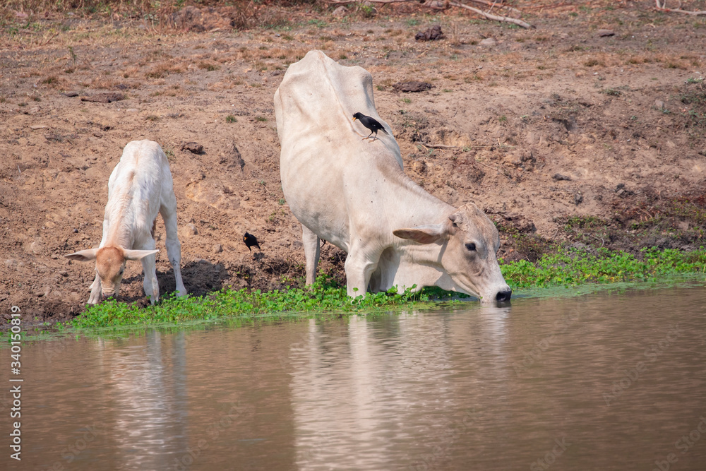 Image of cows that are drinking water in the swamp on nature background ...