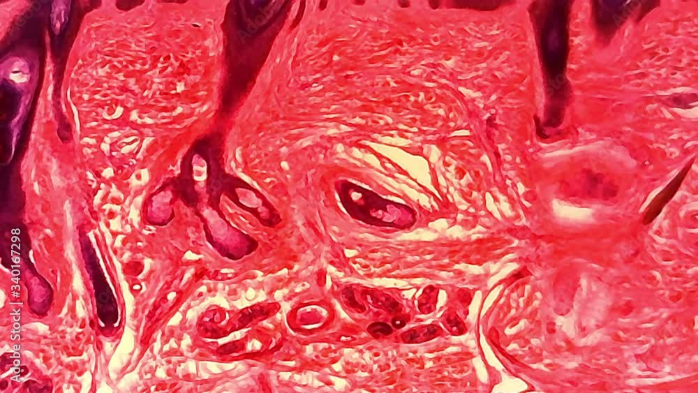 Microscope Human Skin Hair Follicle Section x1200 vídeo do Stock ...