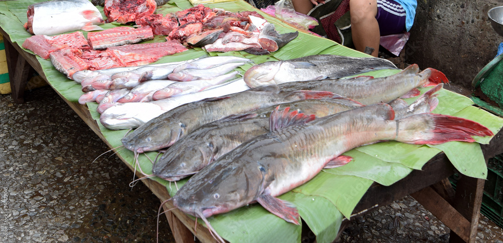 the Asian redtail catfish, is a species of catfish (order Siluriformes ...