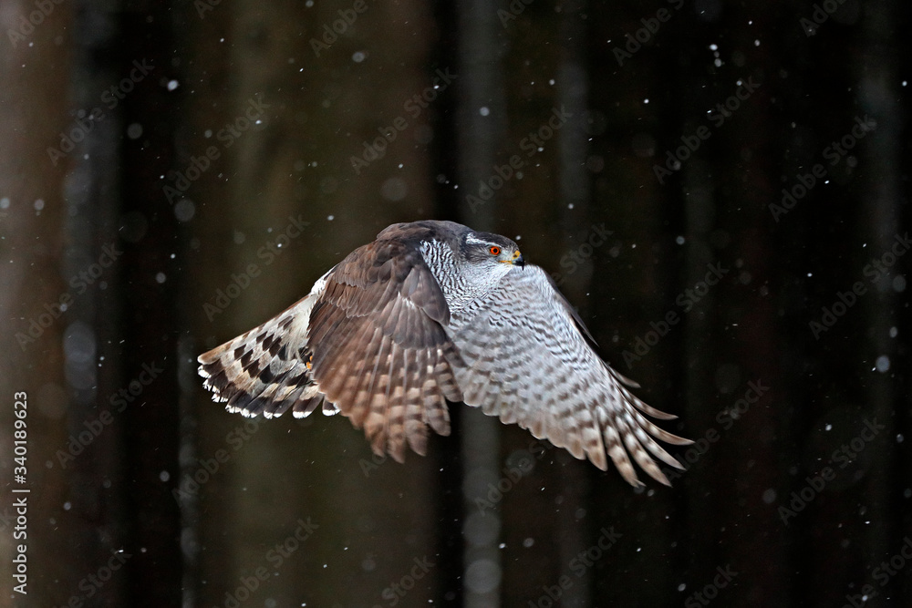 Goshawk flight, Germany. Northern Goshawk landing on spruce tree during ...