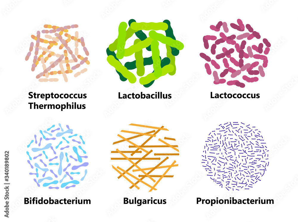 Probiotics Bacteria Set Vector Lactobacillus Bulgaricus Logo With