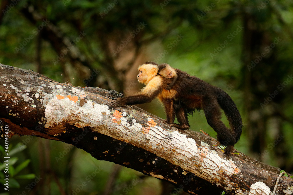 White-headed Capuchin, Cebus capucinus, black monkeys run with young ...