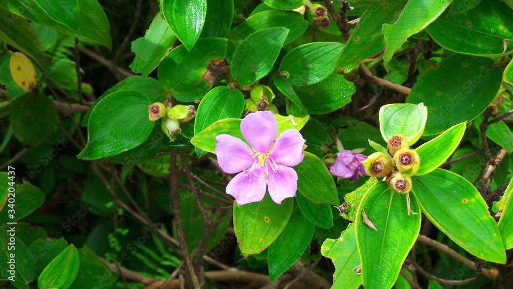 pink and white Melastoma malabathricum, Melastoma candidum, Melastoma ...