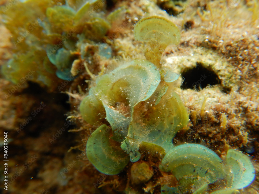 seaweeds, algae, macroalgae, padina, Caulerpa, Stock Photo | Adobe Stock