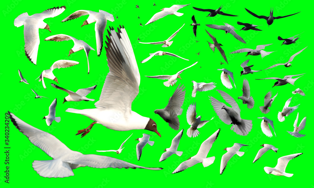 Raster clip art of birds (gulls, doves) in flight on a green background ...