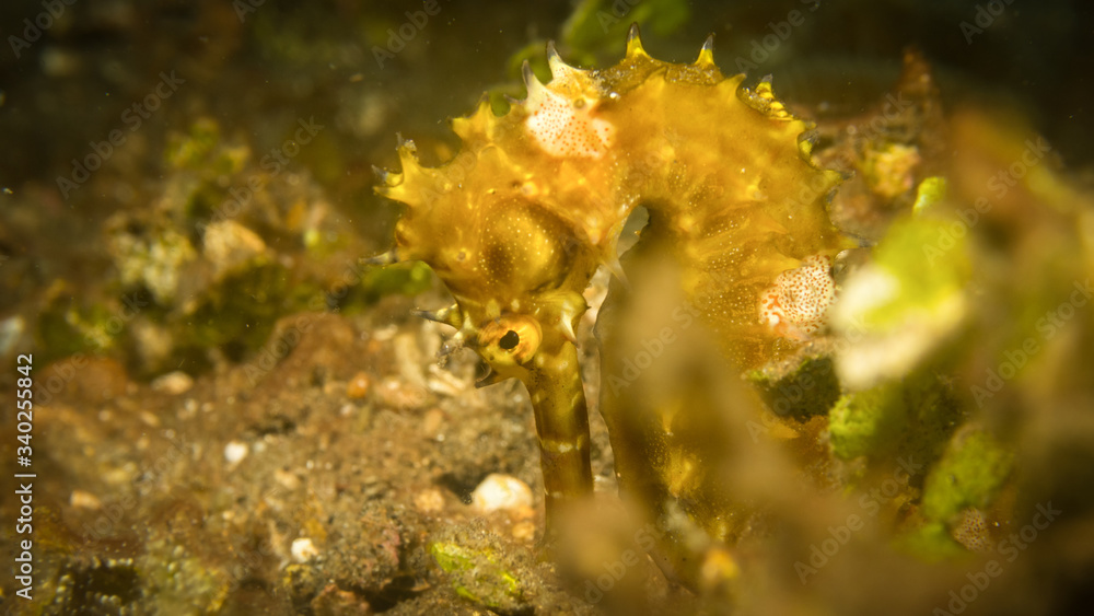 Peces exóticos de colores y formas extrañas en el fondo del mar ...