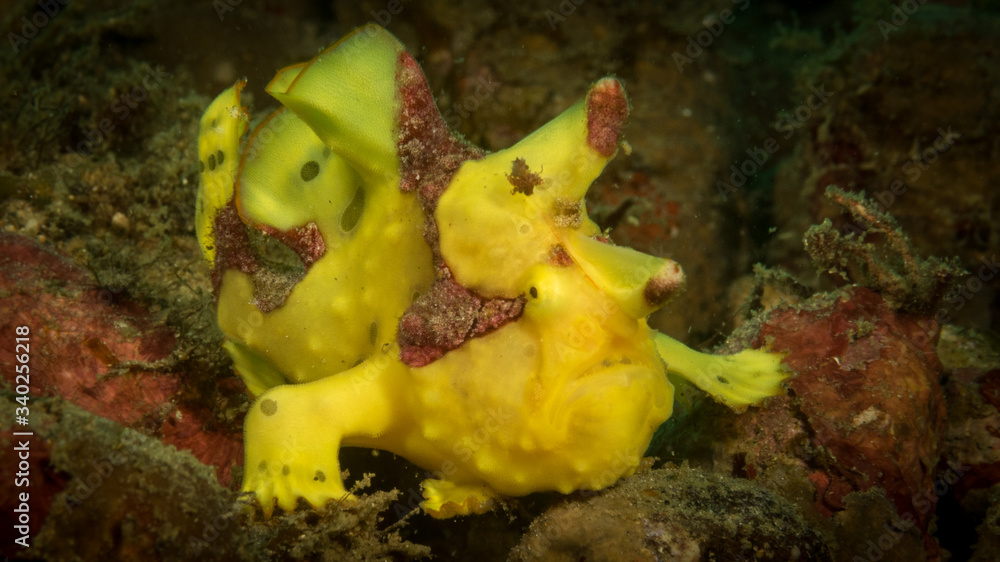 Peces exóticos de colores y formas extrañas en el fondo del mar ...