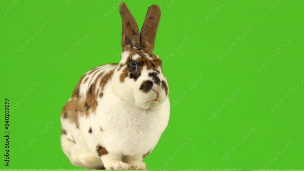 bunny begins to move around the green screen. Stock Video | Adobe Stock